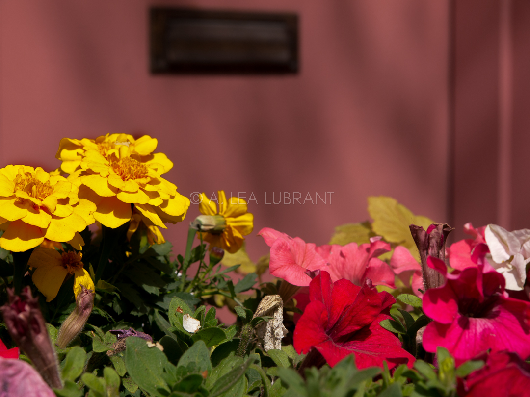 Flora – A. Lea Photography