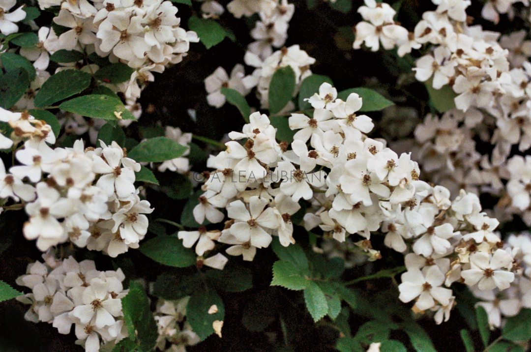 Flora – A. Lea Photography