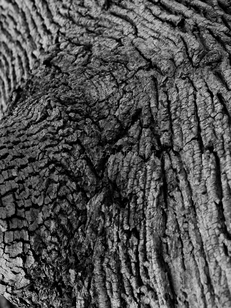 Texture – A. Lea Photography