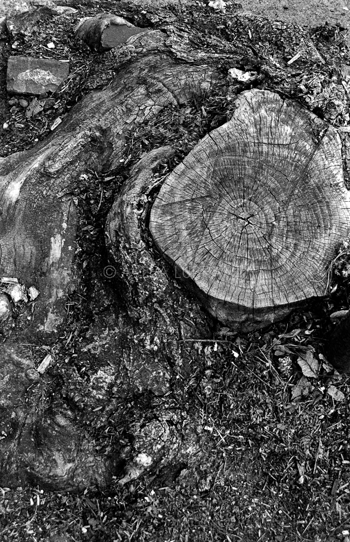 Texture – A. Lea Photography