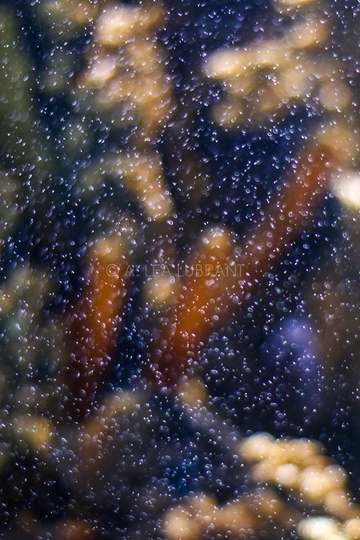 Texture – A. Lea Photography