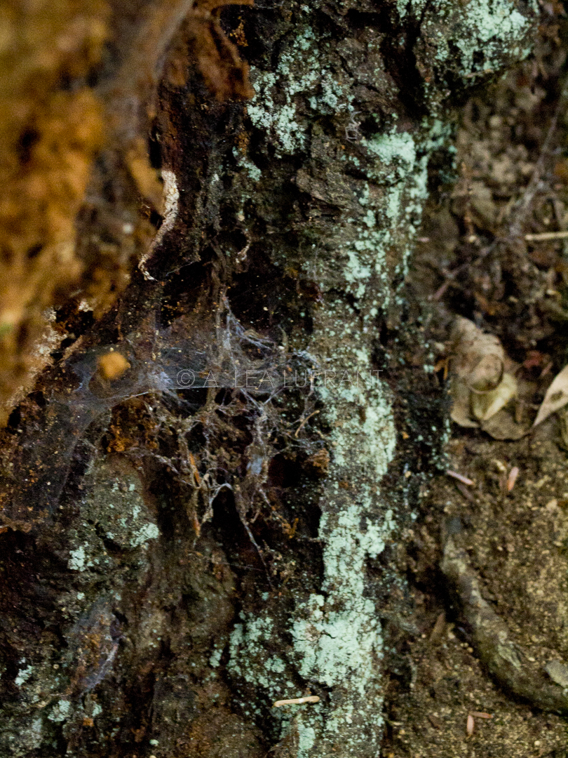 Texture – A. Lea Photography