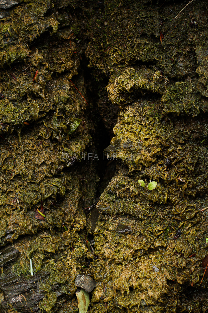 Texture – A. Lea Photography
